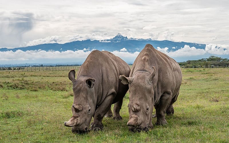Ol Pejeta Conservancy – JONTAS TRAVELLERS